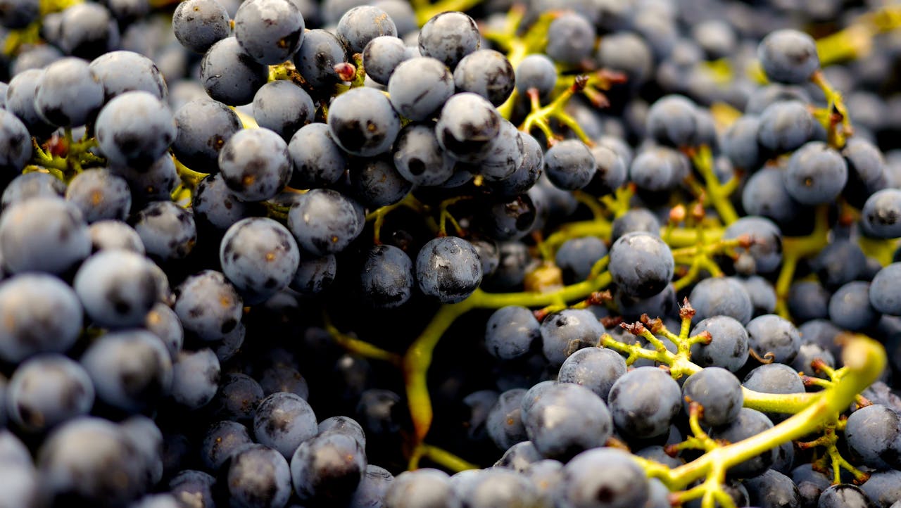 Os melhores vinhos chilenos, tipos de uvas e dicas para escolher | Fui ...